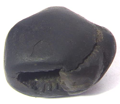 XUETZALCOATL Adwaitya Krishna Pradyumn Anirudh Maha Vishnu Shaligram Nepal Kali Gandaki