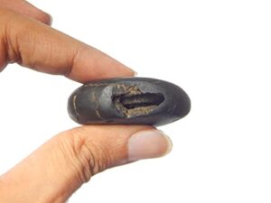 xuetzalcoatl laxmi janardan shaligram purnachakra purnagarbha shaligram nepal kali gandki