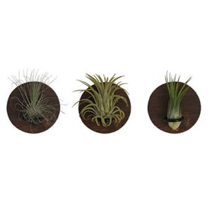 set of 3 air plants holders - real wood live air plant holders - three 3 1/2" wood circles - airplant planter holder