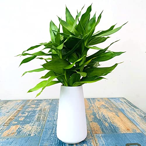 Simple Vase for Flowers Plants, Matte Vases for Modern Table Shelf Home Decor Wedding Boho Decor, 6" H Frosted Elegant Ceramic Vase for Pampas Grass Fluffy Stem Bouquet Lavender Flowers (White, 1)