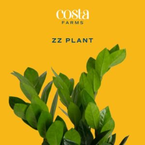 Costa Farms ZZ Plant, Live Indoor Houseplant in Modern Decor Planter, Natural Air Purifier in Potting Soil, Gift for Plant Lovers, Birthday Gift, Tabletop Living Room Decor, Desk Decor, 22-Inches Tall