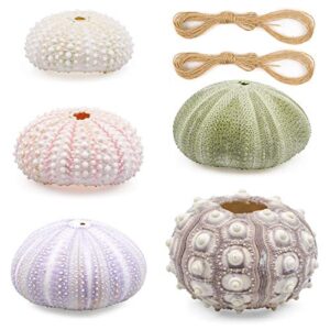 budde 5 pack mini sea urchin shell hanging pot-air plant holder air plant hanging holdercute pots for succulentsin cute tillandsia succulentwith rustic ropes