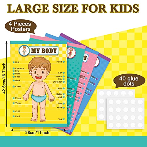 Human Body Educational Learning Posters Body Parts Learning Wall Chart for Kids Cartoon Anatomy Chart Educational Poster Preschool Kindergarten Teaching Supplies, Classroom Decoration, 17 x 11 Inch