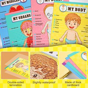 Human Body Educational Learning Posters Body Parts Learning Wall Chart for Kids Cartoon Anatomy Chart Educational Poster Preschool Kindergarten Teaching Supplies, Classroom Decoration, 17 x 11 Inch