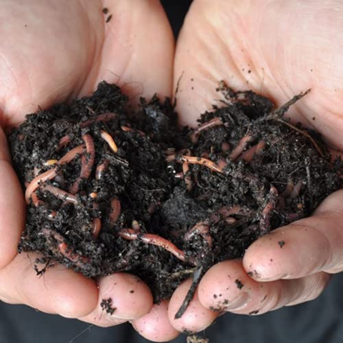 Nature2 1000+ Red Wigglers Composting Worms Perfect for Worm Composting with Guaranteed Live Delivery Approximately 1 Pound Live Red Wiggler Worms Fast Delivery! (1000)