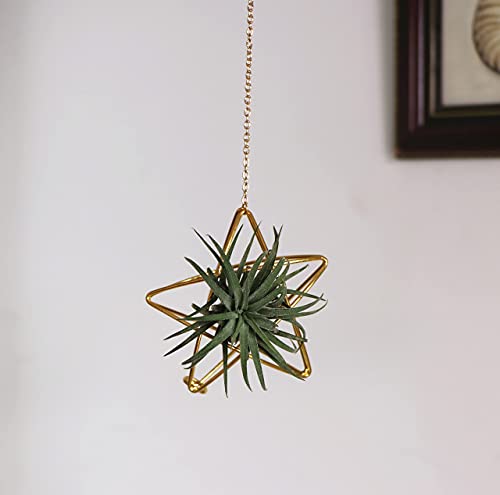 Newwe 5 Stars Kit Hanging Air Plant Holder Wall Gold Airplant Rack with Chains Home Wall Decor Boho Room Decoration Christmas Ornaments