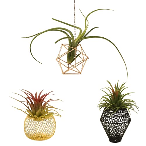 Newwe Pack of 3 Air Plant Holder Metal Airplant Pot Geometric Tabletop Decor Air Plants Planter Tillandsia Display for Home Office