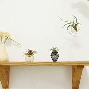 Newwe Pack of 3 Air Plant Holder Metal Airplant Pot Geometric Tabletop Decor Air Plants Planter Tillandsia Display for Home Office