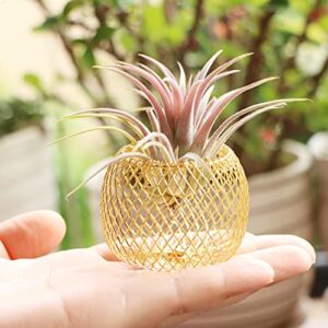 Newwe Pack of 3 Air Plant Holder Metal Airplant Pot Geometric Tabletop Decor Air Plants Planter Tillandsia Display for Home Office