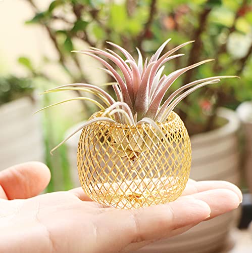 Newwe Pack of 3 Air Plant Holder Metal Airplant Pot Geometric Tabletop Decor Air Plants Planter Tillandsia Display for Home Office