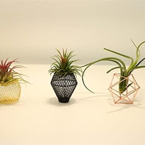 Newwe Pack of 3 Air Plant Holder Metal Airplant Pot Geometric Tabletop Decor Air Plants Planter Tillandsia Display for Home Office