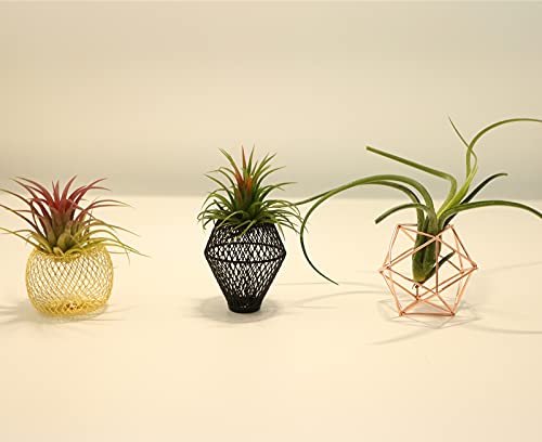 Newwe Pack of 3 Air Plant Holder Metal Airplant Pot Geometric Tabletop Decor Air Plants Planter Tillandsia Display for Home Office