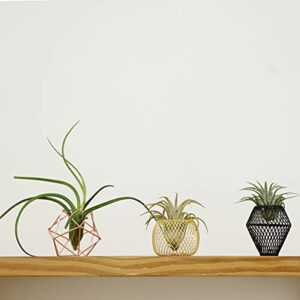 Newwe Pack of 3 Air Plant Holder Metal Airplant Pot Geometric Tabletop Decor Air Plants Planter Tillandsia Display for Home Office