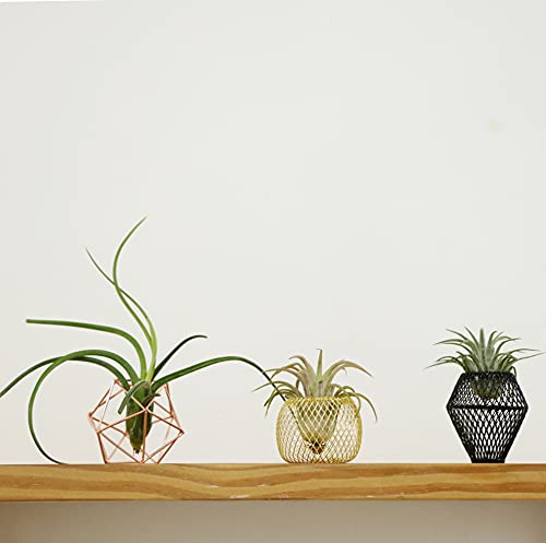 Newwe Pack of 3 Air Plant Holder Metal Airplant Pot Geometric Tabletop Decor Air Plants Planter Tillandsia Display for Home Office