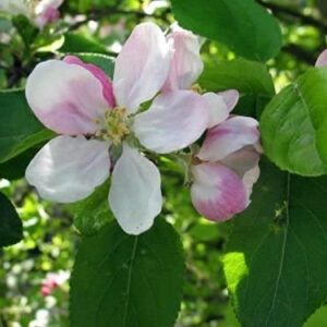 European/French Crab Apple Tree Seeds, 20 Apple Seeds Per Packet, (Isla's Garden Seeds), Non GMO Seeds, Botanical Name: Malus sylvestris, 98% Germination Rates