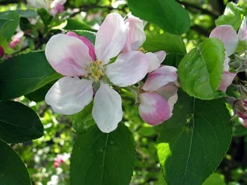 European/French Crab Apple Tree Seeds, 20 Apple Seeds Per Packet, (Isla's Garden Seeds), Non GMO Seeds, Botanical Name: Malus sylvestris, 98% Germination Rates