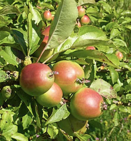 European/French Crab Apple Tree Seeds, 20 Apple Seeds Per Packet, (Isla's Garden Seeds), Non GMO Seeds, Botanical Name: Malus sylvestris, 98% Germination Rates