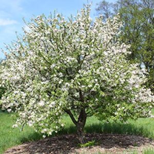 European/French Crab Apple Tree Seeds, 20 Apple Seeds Per Packet, (Isla's Garden Seeds), Non GMO Seeds, Botanical Name: Malus sylvestris, 98% Germination Rates