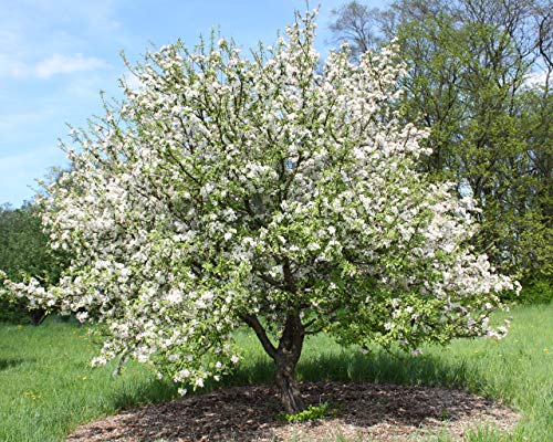 European/French Crab Apple Tree Seeds, 20 Apple Seeds Per Packet, (Isla's Garden Seeds), Non GMO Seeds, Botanical Name: Malus sylvestris, 98% Germination Rates