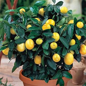 zcbang 20+pcs rare lemon tree indoor outdoor available heirloom fruit seeds