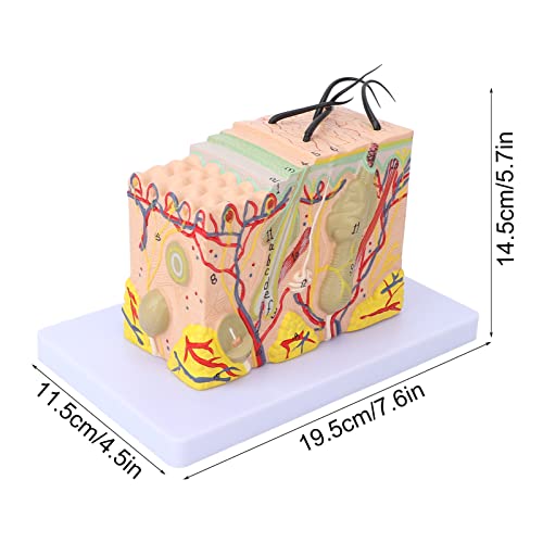 Magnified Skin Tissue Model, Magnified Anatomical Skin Model PVC for Anatomical Study for Skin Cosmetology for School Teaching