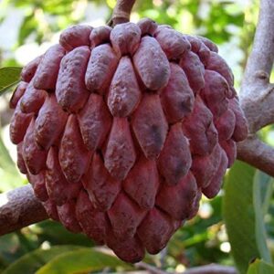 mitraee red custard apple tree (10 seeds) aka bullock's heart,jamaican apple ! rare