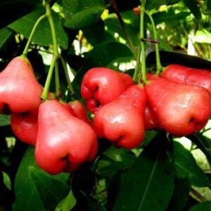 MITRAEE 100 Rose Apple Fruit Seeds