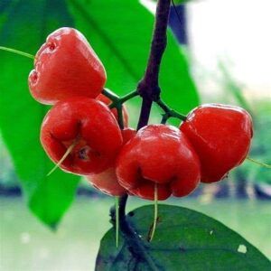 MITRAEE 100 Rose Apple Fruit Seeds