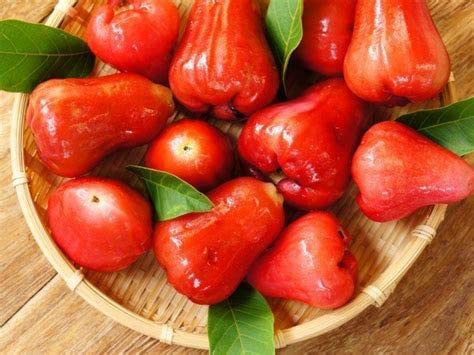 MITRAEE 100 Rose Apple Fruit Seeds