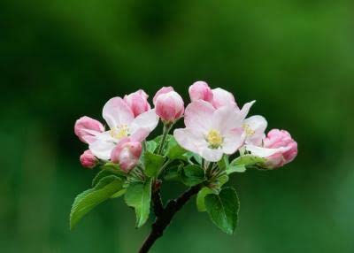 TriStar Plants - Gala Apple Tree - 1 Gallon - No Ship California, Healthy Established Roots, Semi Dwarf Apple Tree, Dwarf Gala Apple Tree, Small Apple Tree, Easy Care Orchard