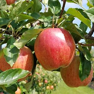 TriStar Plants - Gala Apple Tree - 1 Gallon - No Ship California, Healthy Established Roots, Semi Dwarf Apple Tree, Dwarf Gala Apple Tree, Small Apple Tree, Easy Care Orchard