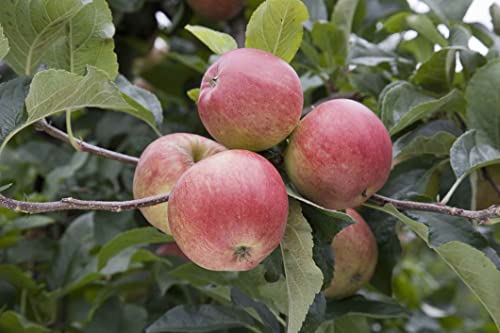 TriStar Plants - Gala Apple Tree - 1 Gallon - No Ship California, Healthy Established Roots, Semi Dwarf Apple Tree, Dwarf Gala Apple Tree, Small Apple Tree, Easy Care Orchard