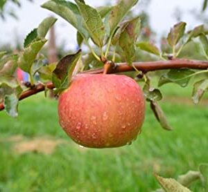 TriStar Plants - Fuji Apple Tree - 1 Gallon Pot - No Ship California, Semi Dwarf, Full Sun, Fruit Bearing, Edible, Cold Hardy, Heat Tolerant, Self Fertile, Red Apple