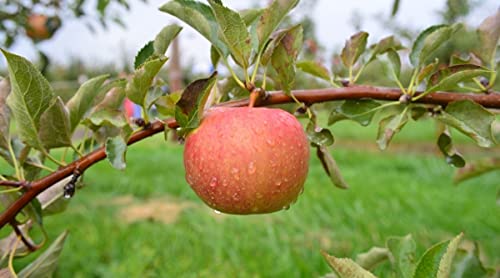 TriStar Plants - Fuji Apple Tree - 1 Gallon Pot - No Ship California, Semi Dwarf, Full Sun, Fruit Bearing, Edible, Cold Hardy, Heat Tolerant, Self Fertile, Red Apple