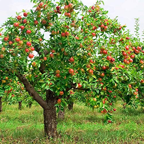 TriStar Plants - Fuji Apple Tree - 1 Gallon Pot - No Ship California, Semi Dwarf, Full Sun, Fruit Bearing, Edible, Cold Hardy, Heat Tolerant, Self Fertile, Red Apple