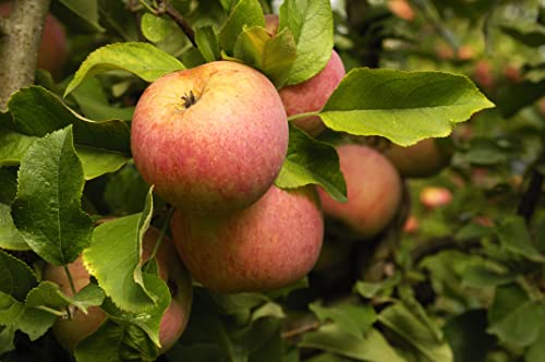 TriStar Plants - Fuji Apple Tree - 1 Gallon Pot - No Ship California, Semi Dwarf, Full Sun, Fruit Bearing, Edible, Cold Hardy, Heat Tolerant, Self Fertile, Red Apple