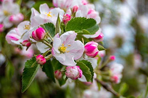 TriStar Plants - Fuji Apple Tree - 1 Gallon Pot - No Ship California, Semi Dwarf, Full Sun, Fruit Bearing, Edible, Cold Hardy, Heat Tolerant, Self Fertile, Red Apple