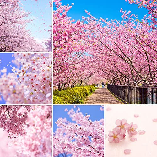 50+ Rare Cherry Blossoms Seeds for Planting - Dwarf Pink Sakura Weeping Cherry Apple Blossom Bonsai Tree Seeds for Garden/Indoor/Outdoor