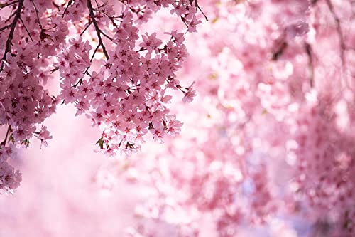 50+ Rare Cherry Blossoms Seeds for Planting - Dwarf Pink Sakura Weeping Cherry Apple Blossom Bonsai Tree Seeds for Garden/Indoor/Outdoor