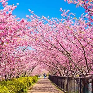 50+ Rare Cherry Blossoms Seeds for Planting - Dwarf Pink Sakura Weeping Cherry Apple Blossom Bonsai Tree Seeds for Garden/Indoor/Outdoor