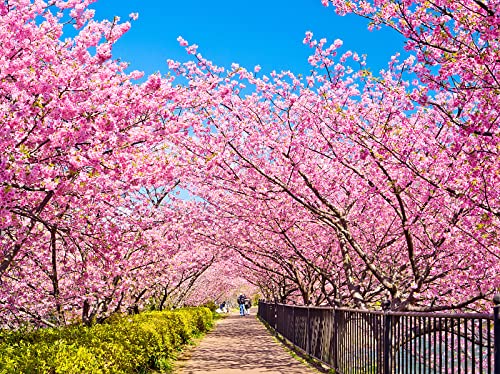 50+ Rare Cherry Blossoms Seeds for Planting - Dwarf Pink Sakura Weeping Cherry Apple Blossom Bonsai Tree Seeds for Garden/Indoor/Outdoor