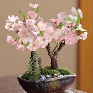 50+ Rare Cherry Blossoms Seeds for Planting - Dwarf Pink Sakura Weeping Cherry Apple Blossom Bonsai Tree Seeds for Garden/Indoor/Outdoor