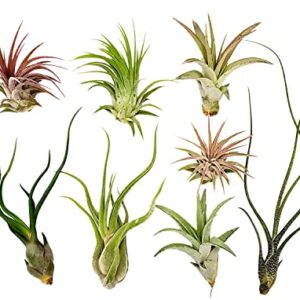 It Blooms Rainforest Grown 8 Pack Assorted Air Plants - Live Tillandsia - Easy Care House Plants - 30 Day Guarantee