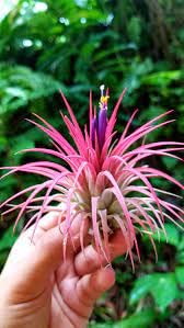 It Blooms Rainforest Grown 8 Pack Assorted Air Plants - Live Tillandsia - Easy Care House Plants - 30 Day Guarantee