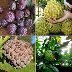 zcbang natural fruit seeds sugar apple seeds custard apple seeds graviola annona 10pcs