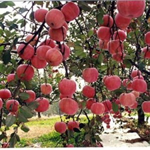 zcbang Natural Fruit Seeds Heirloom Indoor Bonsai Red Apple Tree 30+ Apple Seeds