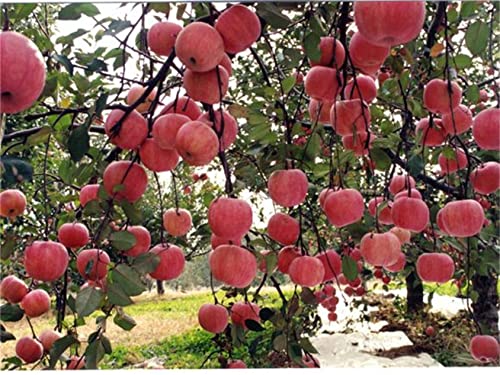 zcbang Natural Fruit Seeds Heirloom Indoor Bonsai Red Apple Tree 30+ Apple Seeds