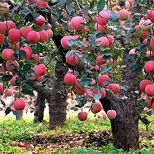 zcbang Natural Fruit Seeds Heirloom Indoor Bonsai Red Apple Tree 30+ Apple Seeds