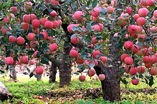 zcbang Natural Fruit Seeds Heirloom Indoor Bonsai Red Apple Tree 30+ Apple Seeds