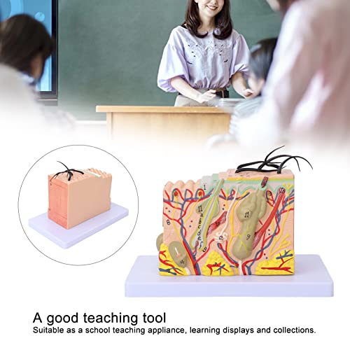 Skin Model, 35X Enlarged Human Skin Structure Anatomical Model 3D Enlarged Skin Model for Science Classroom Study Display Teaching Medical Model